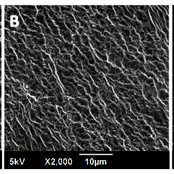Surface characterization of unmodified and modified POSS-PCU surfaces ...