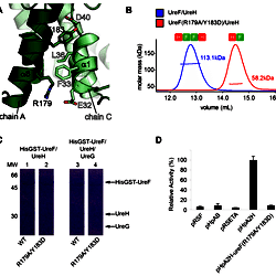 Homodimerization of UreF/UreH is essential to urease maturation.