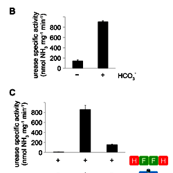 Nickel-charged UreG dimer can activate urease in vitro in the presence ...