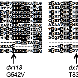 Locations of catp-6 mutant alleles in comparison to other P-type ATPases.