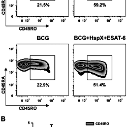 CD45RO and CD45RA modulation in CD4+ naïve T cells.
