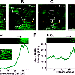 Wave-like propagation of MPT caused by H2O2.