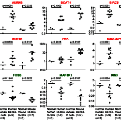 Validation of microarray data using quantitative PCR.