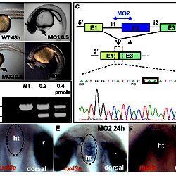 Morpholino activity.