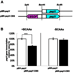 Transcriptional regulation by the CBS domain protein.