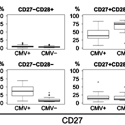 CD27 vs. CD28 differentiation plot.