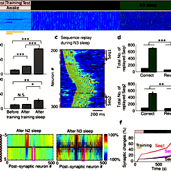 The role of sleep spindles during two-sequence learning.
