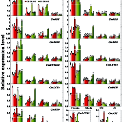 Carotenogenesis gene expression profiles in four tissues of ‘Chuhong ...