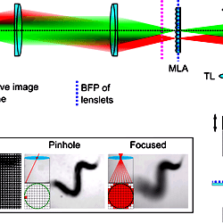 Light field microscope system used for 3D phenotypic imaging.