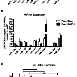 qRT-PCR confirmation of microRNA levels in cells and pancreatic cancer ...