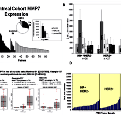 Expression of MMP7, one of the transcriptional targets of the WP as ...