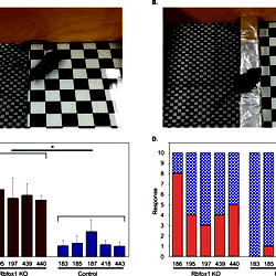 Visual cliff test reveals depth perception impairment in Rbfox1 KO mice.