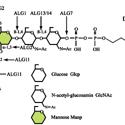 Schematic illustration of the N-linked glycan before its transfer onto ...