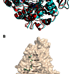 Comparative modeling of TreS based on known trehalulose synthase template.