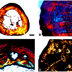 Dallasaurus turneri, SMU unnumbered specimen, microanatomical and ...