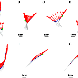 Examples of segments.
