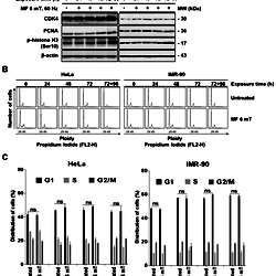 Continuous exposure to a uniform ELF-EMF activates cell cycle ...
