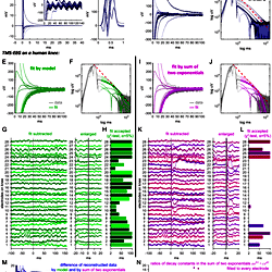 Representative example of TMS artifacts on a human head and assessment ...