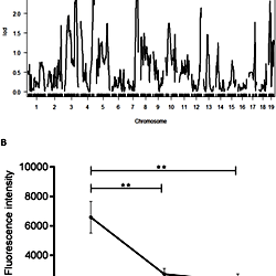 Genome-wide scan and effect plot.