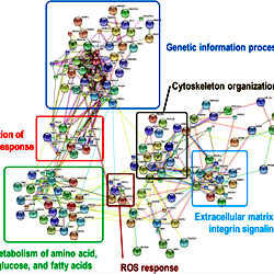 Protein-protein interaction network from a web-based search of the ...