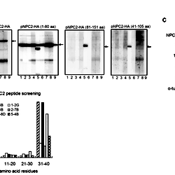 Characterization of NPC2 monoclonal antibodies.