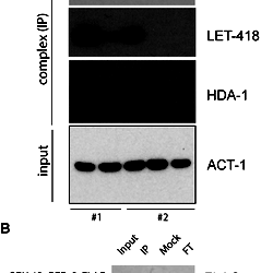 Validation of AKIR-1 interactors by Western blotting.