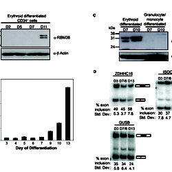 RBM38 is expressed during late erythroid differentiation and RT-PCR ...