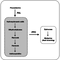 Diagram of the biosynthetic pathway for polyphenol compounds ...