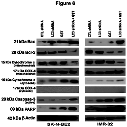 Western blotting to show changes in expression of key molecules in apoptotic signaling pathway ...