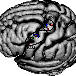 Positions of individual COGs of FDI and PAM on the MNI152 T1 template.