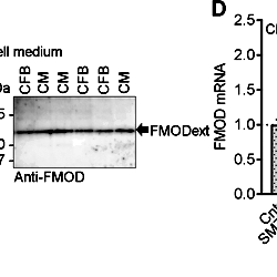 Fibromodulin is expressed in cardiomyocytes and cardiac fibroblasts and ...