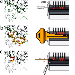Lock-picking analogy for high-resolution protein loop structure prediction.
