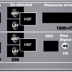 Visual stop-task. Each trial started with a white fixation-cross ...