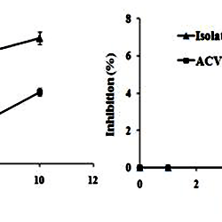 Effect of HM and ACV on HSV-2 attachment and penetration.