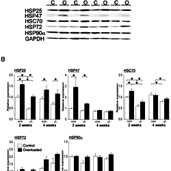 Expressions of heat shock proteins (HSPs) and heat shock cognate ...