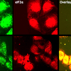 Co-localization studies with cultivated cells.