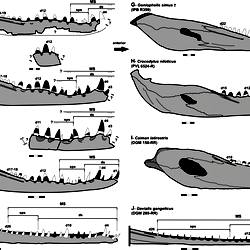 Hemimandible comparisons between some mesoeucrocodylian taxa.