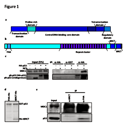 MDC1 and p53 interact following DNA damage through the tBRCT domain of ...