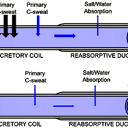 Schematic of sweat gland to illustrate volume loss via reabsorption.