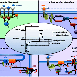 Schematic description of adaptation pathways and their properties.