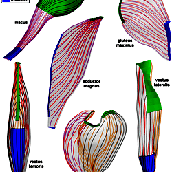 Generated fascicle trajectories in 3D anatomical examples of skeletal ...