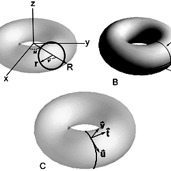The torus as a model depicted with a Darboux frame.