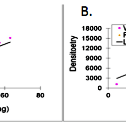 Standard Curve of FLNa and FLNb