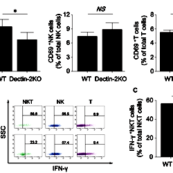 NKT cell activation by PPV immunization.