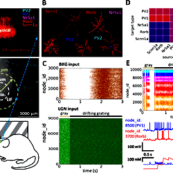 Application example: Model of the layer 4 in mouse V1.