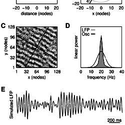 The cortical model.