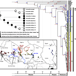 Time-calibrated tree resulting from the partitioned Bayesian analysis ...