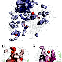 Statistical Coupling Analysis.