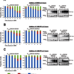 CDK activity is required for Clb1 phosphorylation and nuclear ...
