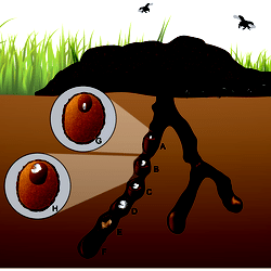 O. taurus life cycle.